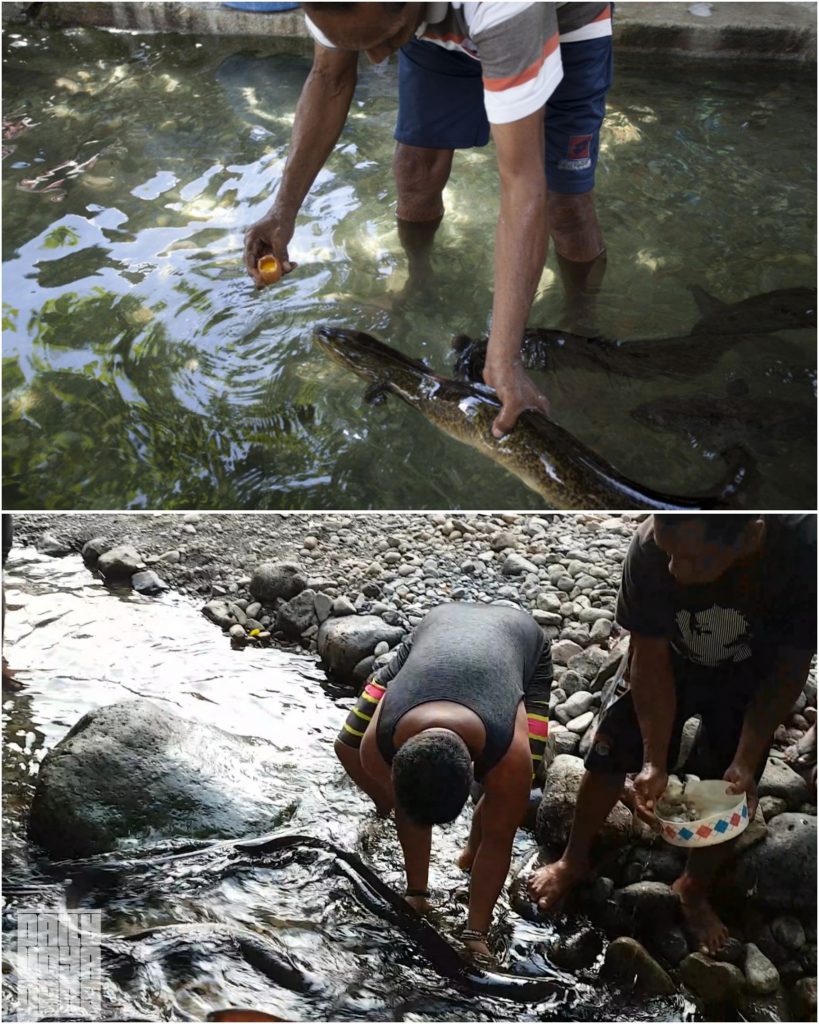 Belut Raksasa Morea di Negeri Larike - DAILY VOYAGERS