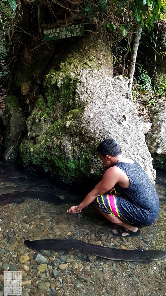 Belut Raksasa Morea di Negeri Larike - DAILY VOYAGERS