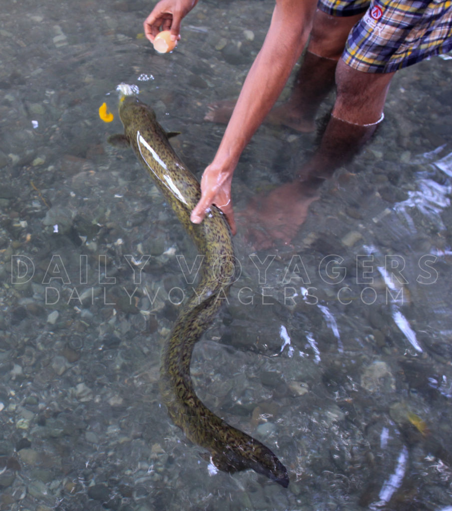 Morea dan Air Kehidupan di Negeri Waai - DAILY VOYAGERS