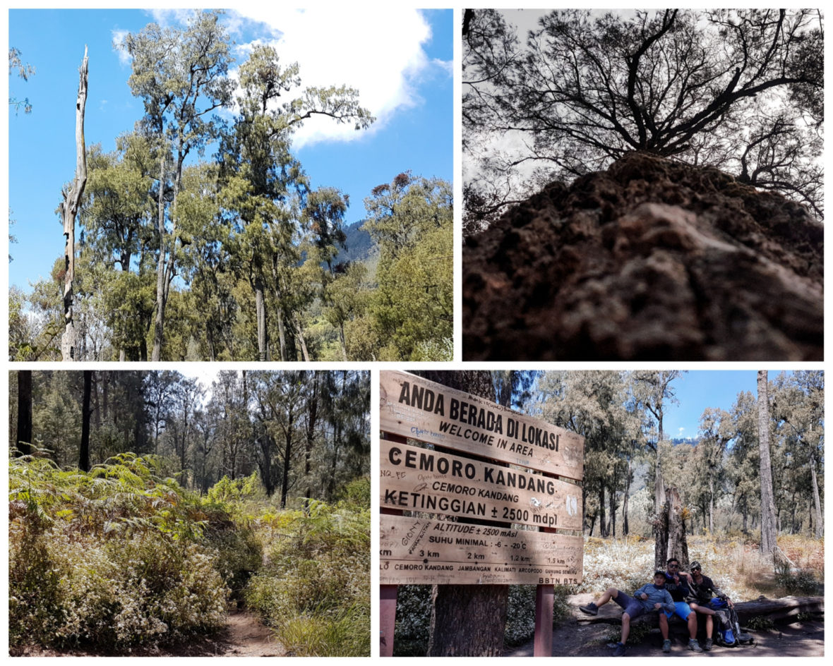 Inilah Rute Pendakian Semeru Secara Lengkap - DAILY VOYAGERS