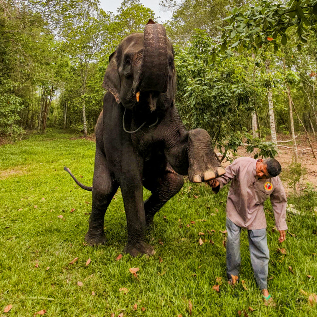 Mengenal ERU (Elephant Response Unit) di Taman Nasional Way Kambas