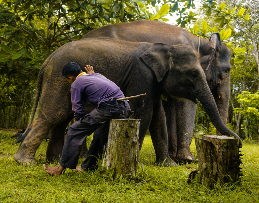 Mengenal ERU (Elephant Response Unit) di Taman Nasional Way Kambas