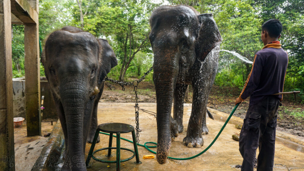 Mengenal ERU (Elephant Response Unit) di Taman Nasional Way Kambas