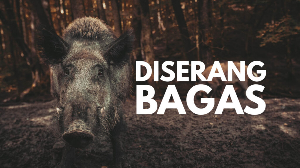 bagas - DAILY VOYAGERS