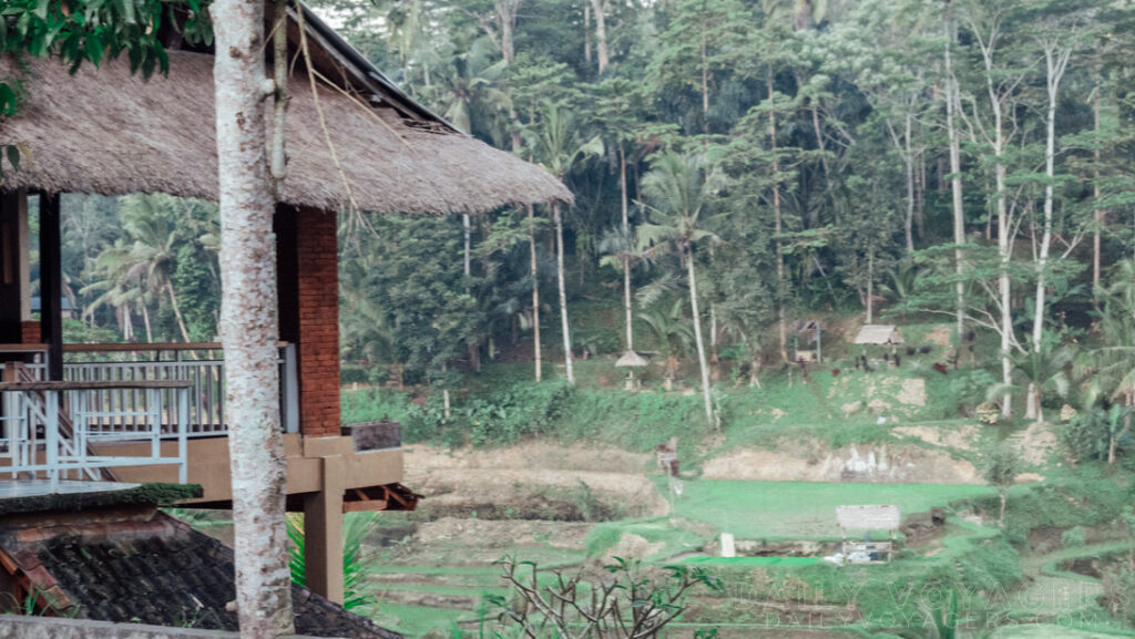 Sawah Terasering Tegallalang: Sebuah Kombinasi Antara Alam dan Seni
