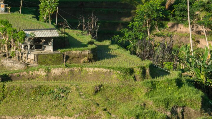 Sawah Terasering Tegallalang: Sebuah Kombinasi Antara Alam dan Seni