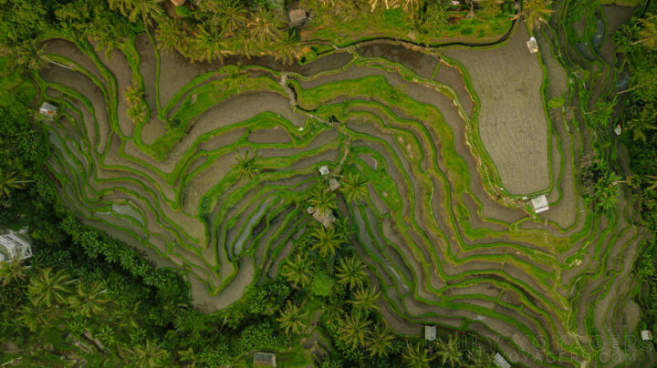 Sawah Terasering Tegallalang: Sebuah Kombinasi Antara Alam dan Seni