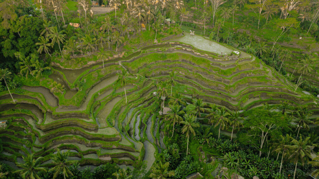 Sawah Terasering Tegallalang: Sebuah Kombinasi Antara Alam dan Seni